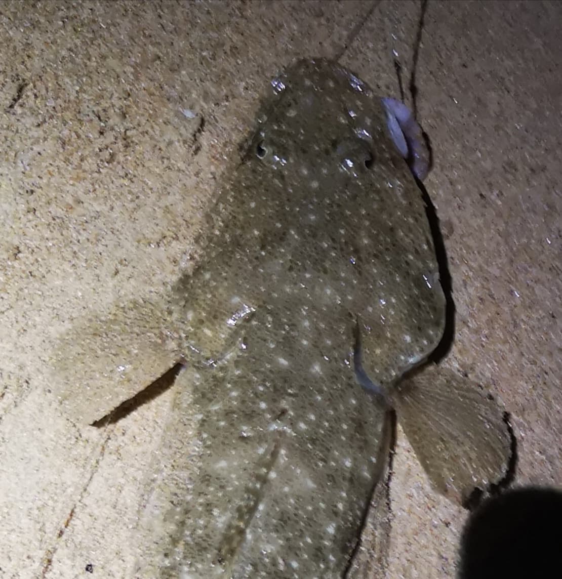 Winter Flathead Fishing the Shallows to Catch More and Bigger Fish ...