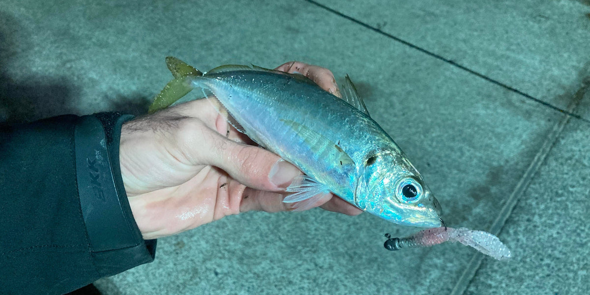 How to Use Yakka for Bait: Live, Fillet and Butterfly Rigs — ReproBaits ...