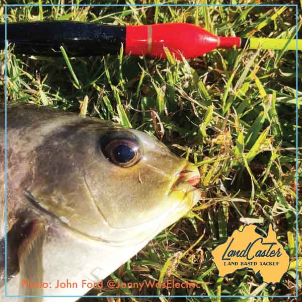 Luderick — ReproBaits Tackle