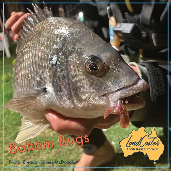 Bream — ReproBaits Tackle
